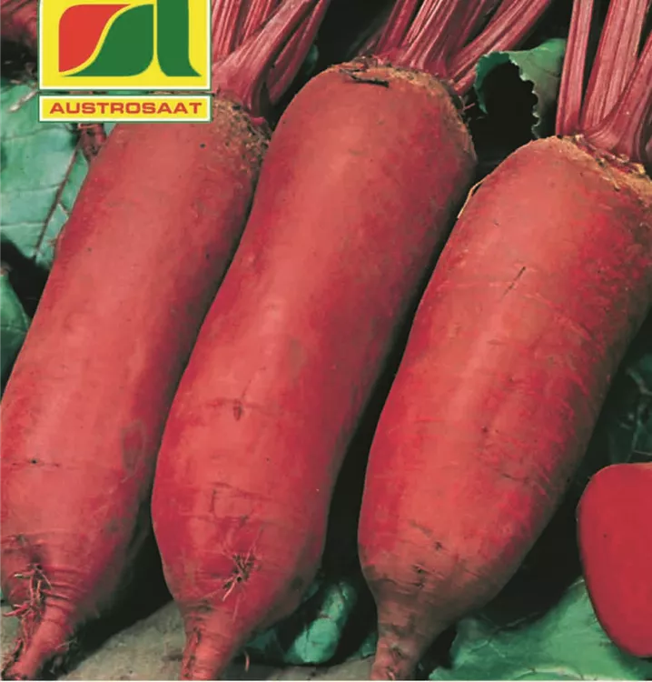 Rote Rübe Forono