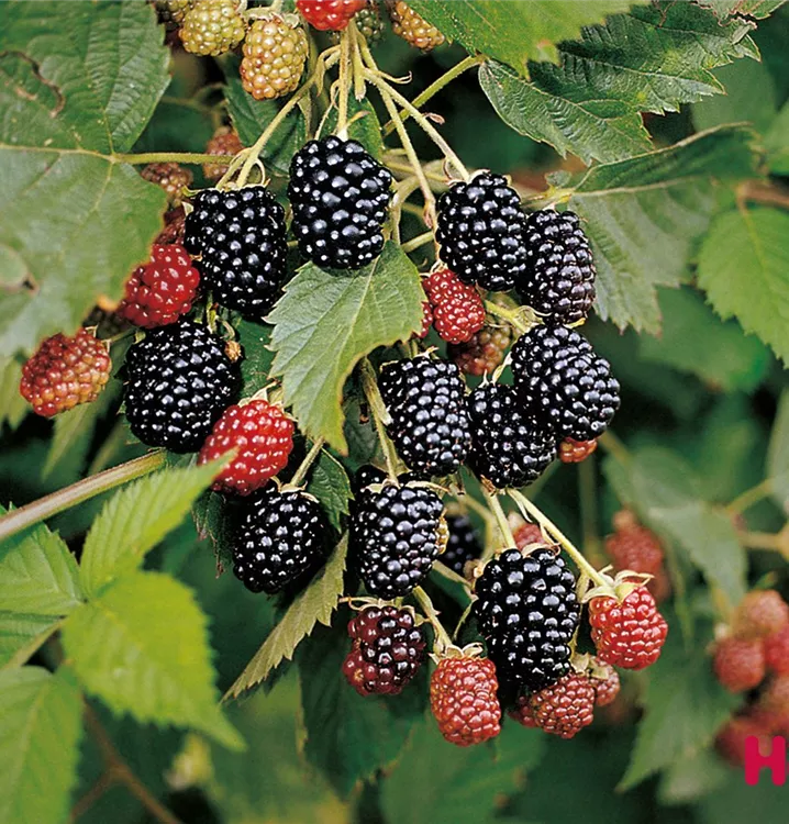 Rubus fruticosus NESSY® loch ness