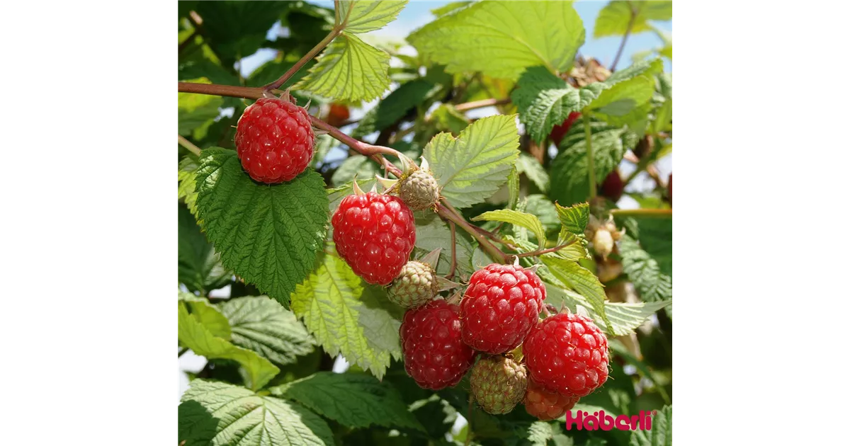 Rubus idaeus GLEN AMPLE(S)