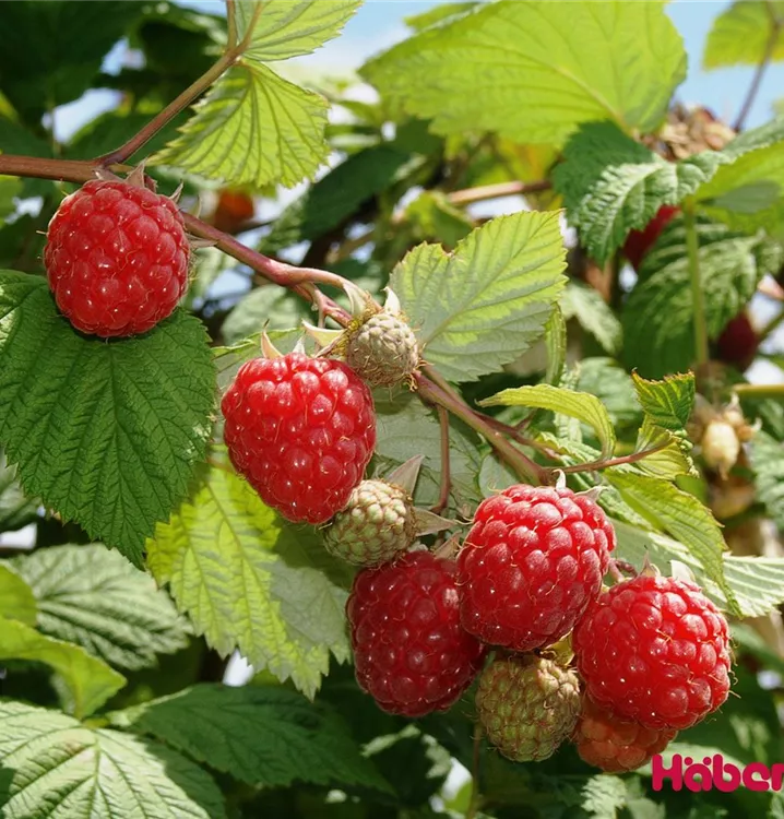 Rubus idaeus GLEN AMPLE(S)
