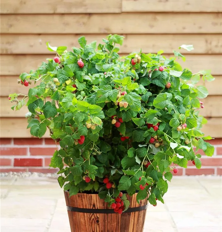 Rubus idaeus RUBY BEAUTY® NR7(S)
