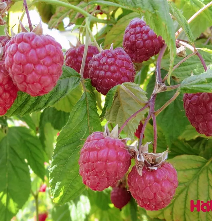 Himbeere Rubus Idaeus Willamette