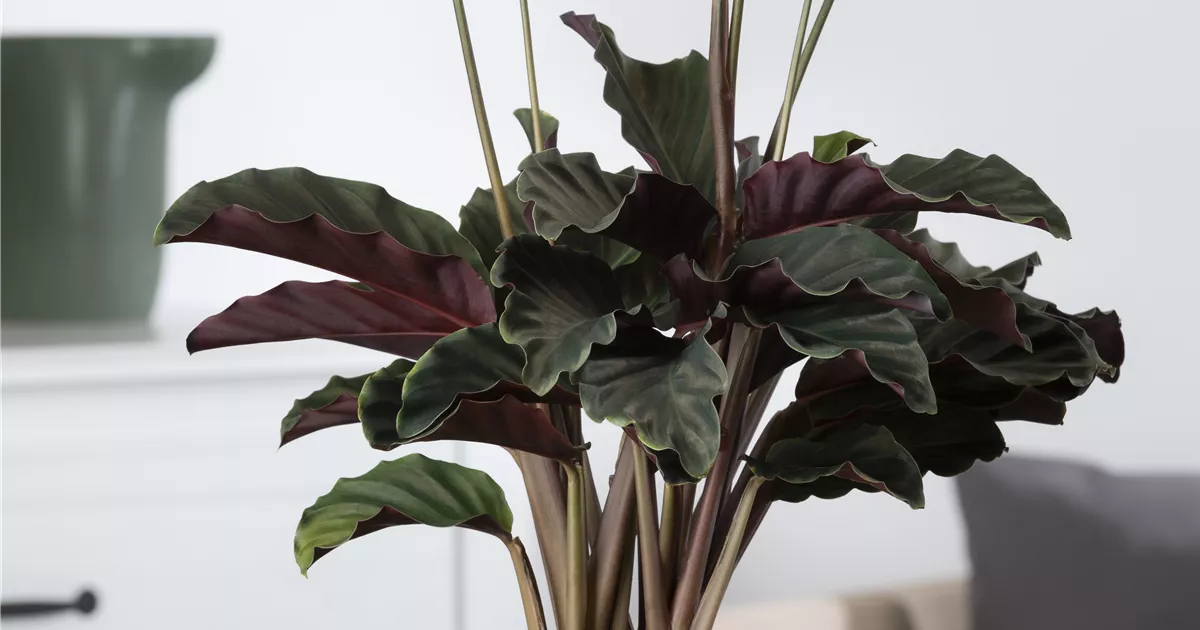 Calathea crocata 'Tassmania'