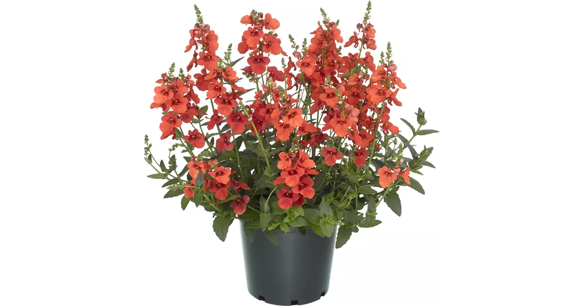 Diascia barberae Trinity