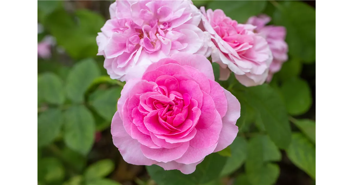 Rosen, Rosen und noch mehr Rosen